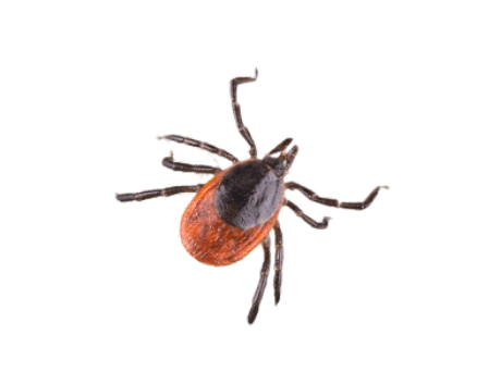 Tick Treatment in the Cayman Islands by Pest Control Experts